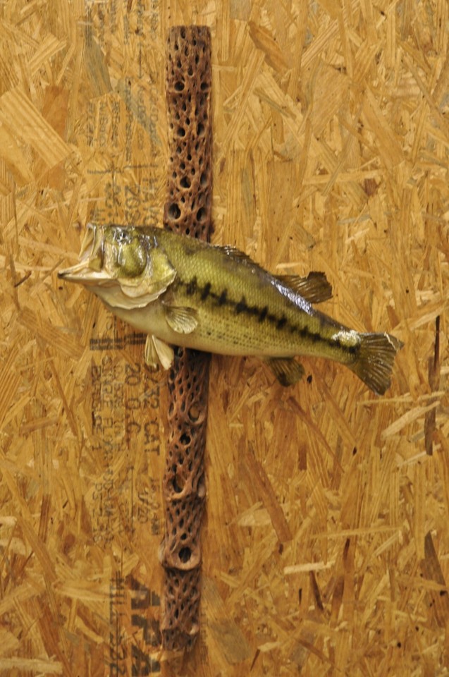 Vintage Largemouth Bass Log Wall Mount Real Skin Taxidermy Fishing Wall ...