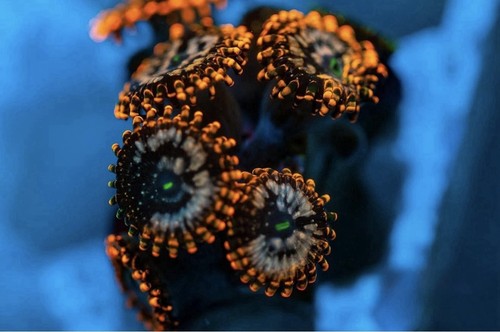 TNTcoral Utter Chaos 2-3 Polyp Zoa Frag-REEF TANK-Live Coral-LPS-SPS ...