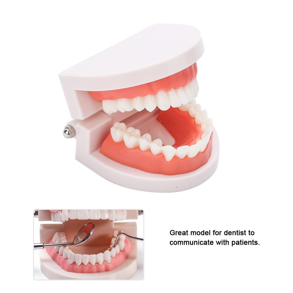 Dental Denture Gums Model 28Pcs Standard Adult Teeth Model Teaching Too ...
