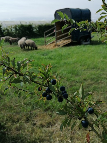 2LB Sloe berries for gin or jam making | eBay UK