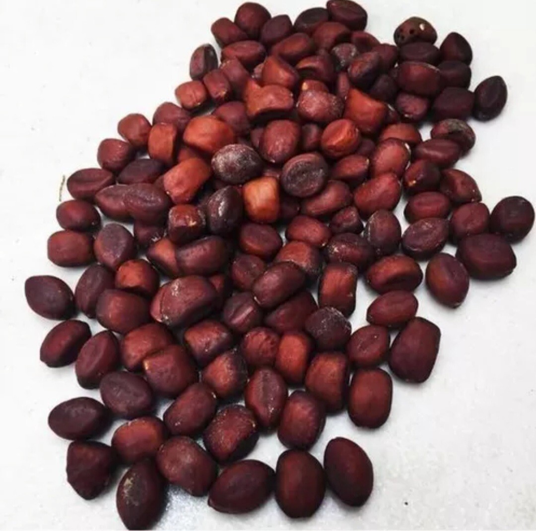 TEXAS EBONY TREE - 20 SEEDS - EBENOPSIS EBANO DESERT BONSAI | eBay