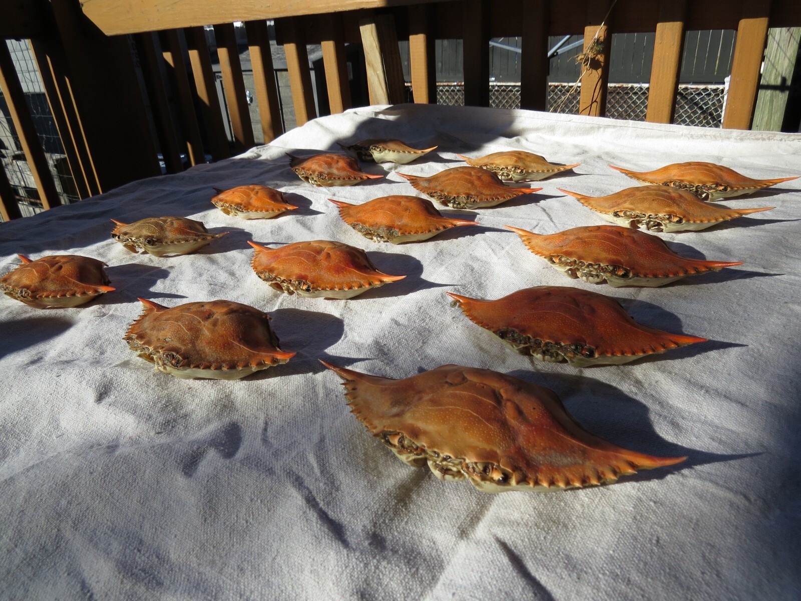 15 Blue Crab Shells for Crafts, Cooking, Dried and Ready Paint | eBay