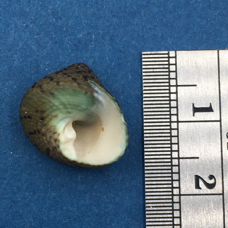 #4 Tegula pellisserpentis 15.5mm Panama Province Trochidae | eBay