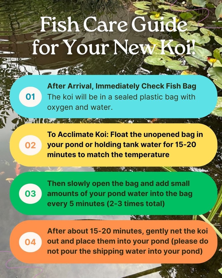 Assorted 8''-10'' Live Koi Buttery Fin for sale online/Wasatch Koi Fish ...