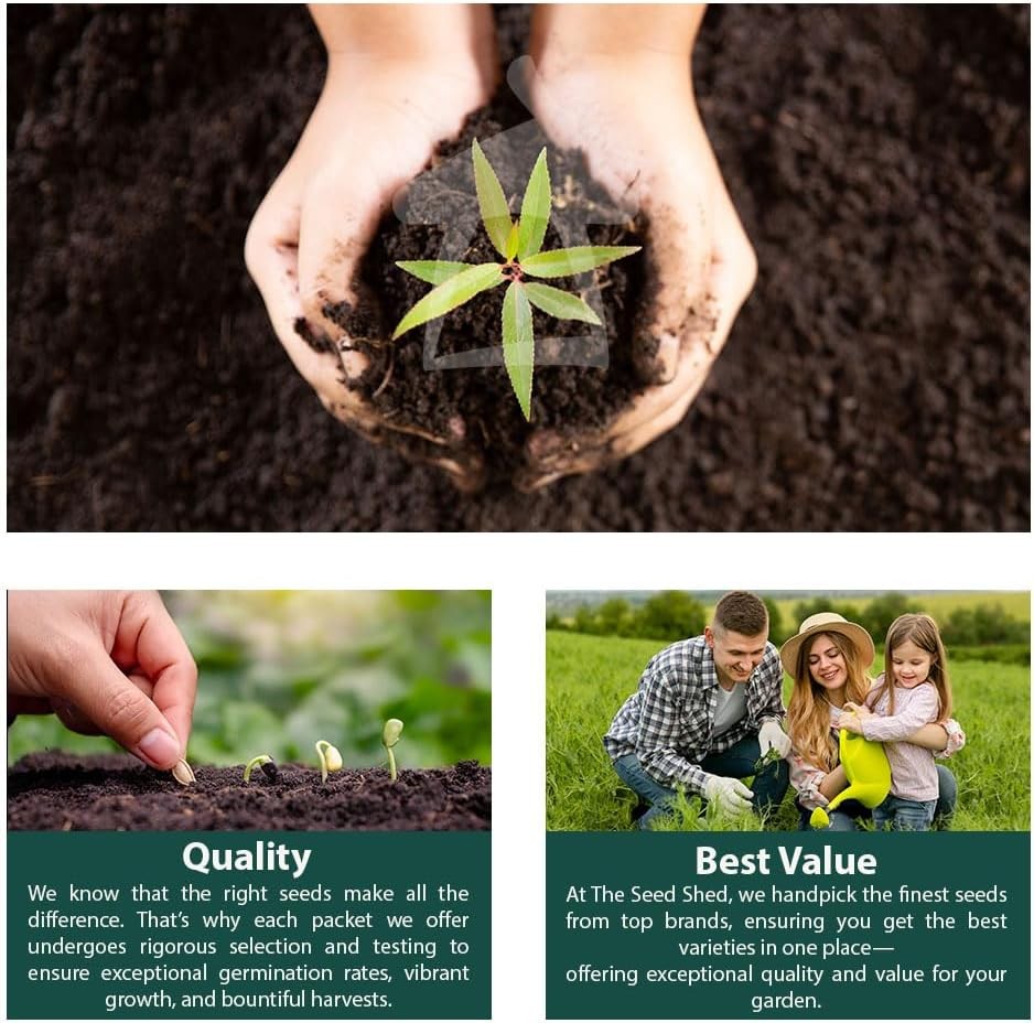 Runner Bean Best of All Seeds Heavy-Cropping, Stringless Variety for UK ...