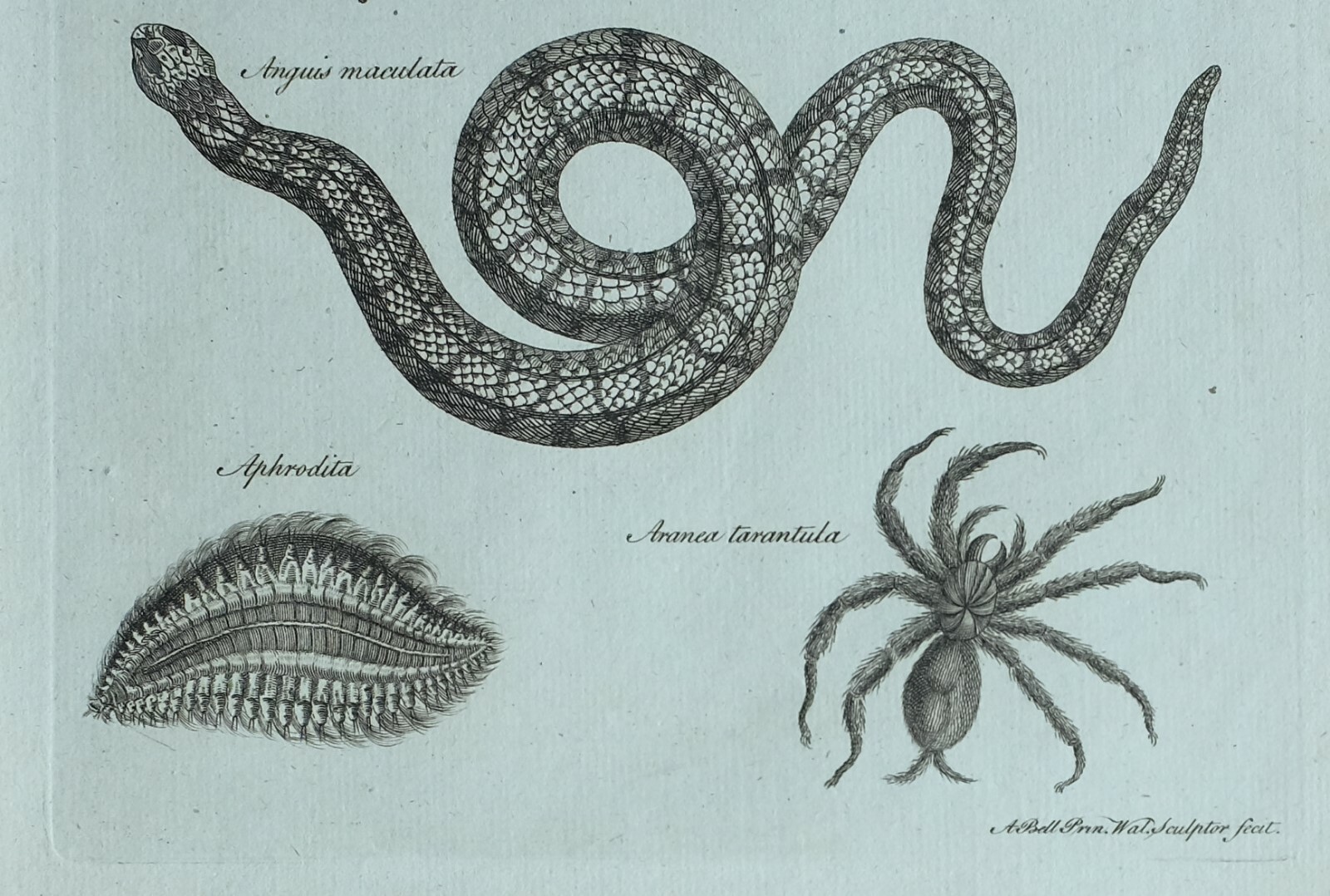 1783 ORIGINAL PRINT AMYRIS ELEMIFERA BOTANY APHRODITA ARANEA TARANTULA ...