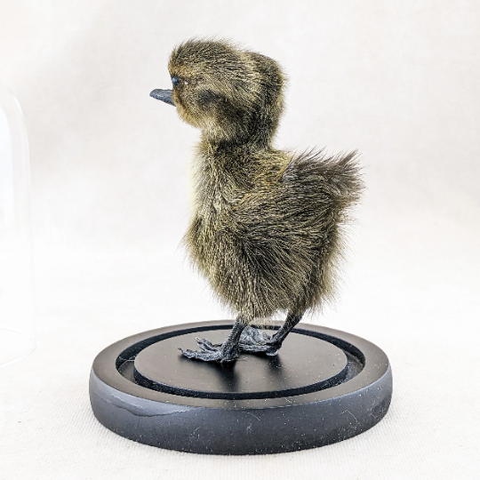 B2B Two Headed Duck Duckling Display dome | eBay