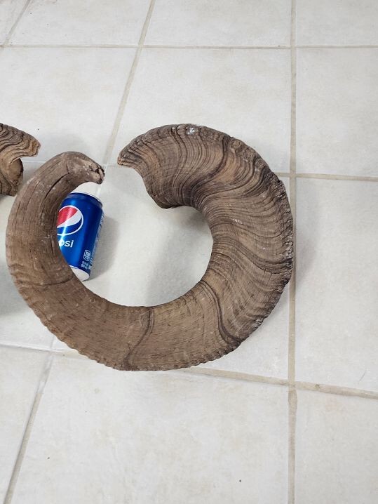 VERY LARGE SET OF BIGHORN SHEEP HORN SHELLS , OFF OF 7-8 YEAR OLD RAM ...