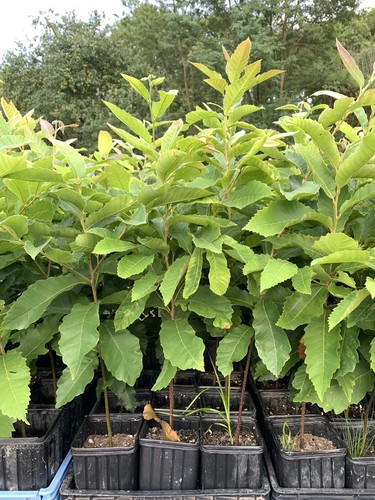 Dunstan Chestnut Tree Seedling (Lot of 4 High Quality Bare-Root ...