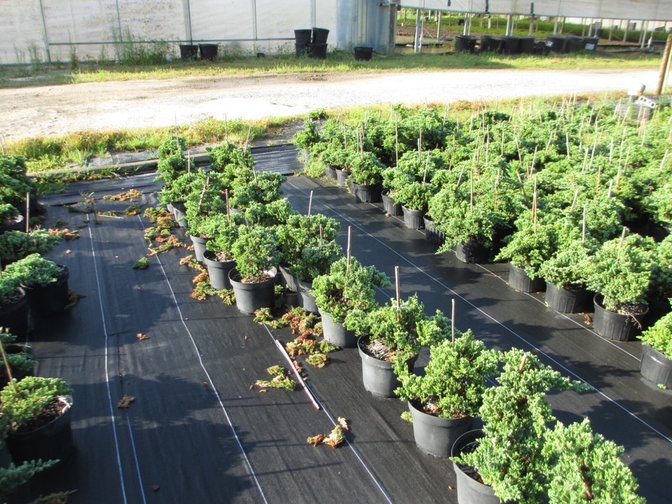 ON SALE!!! SHORT Japanese Juniper Pre Bonsai Tree Juniper STAKED | eBay