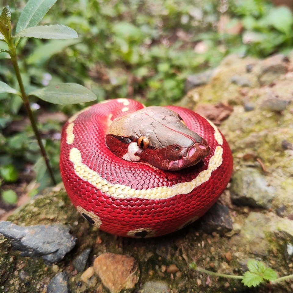 Animal Heavenly Body Blood Python brongersmai Snake Statue | eBay