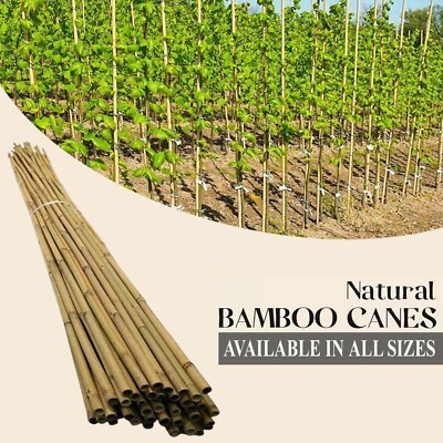 2FT 3FT 4FT 5FT 6FT 7FT 8FT HEAVY DUTY BAMBOO CANES GARDEN PLANT ...