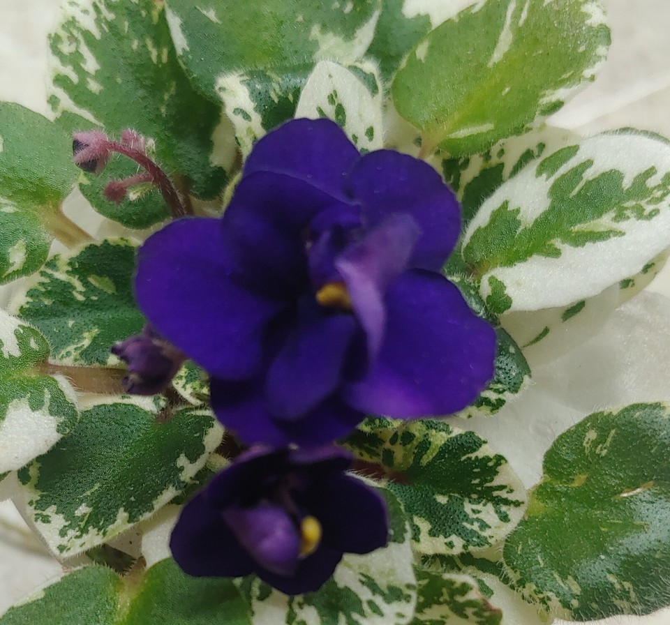 African Violet Plant -- Dean's Cupid - (Harold D. Hobbs) - | eBay
