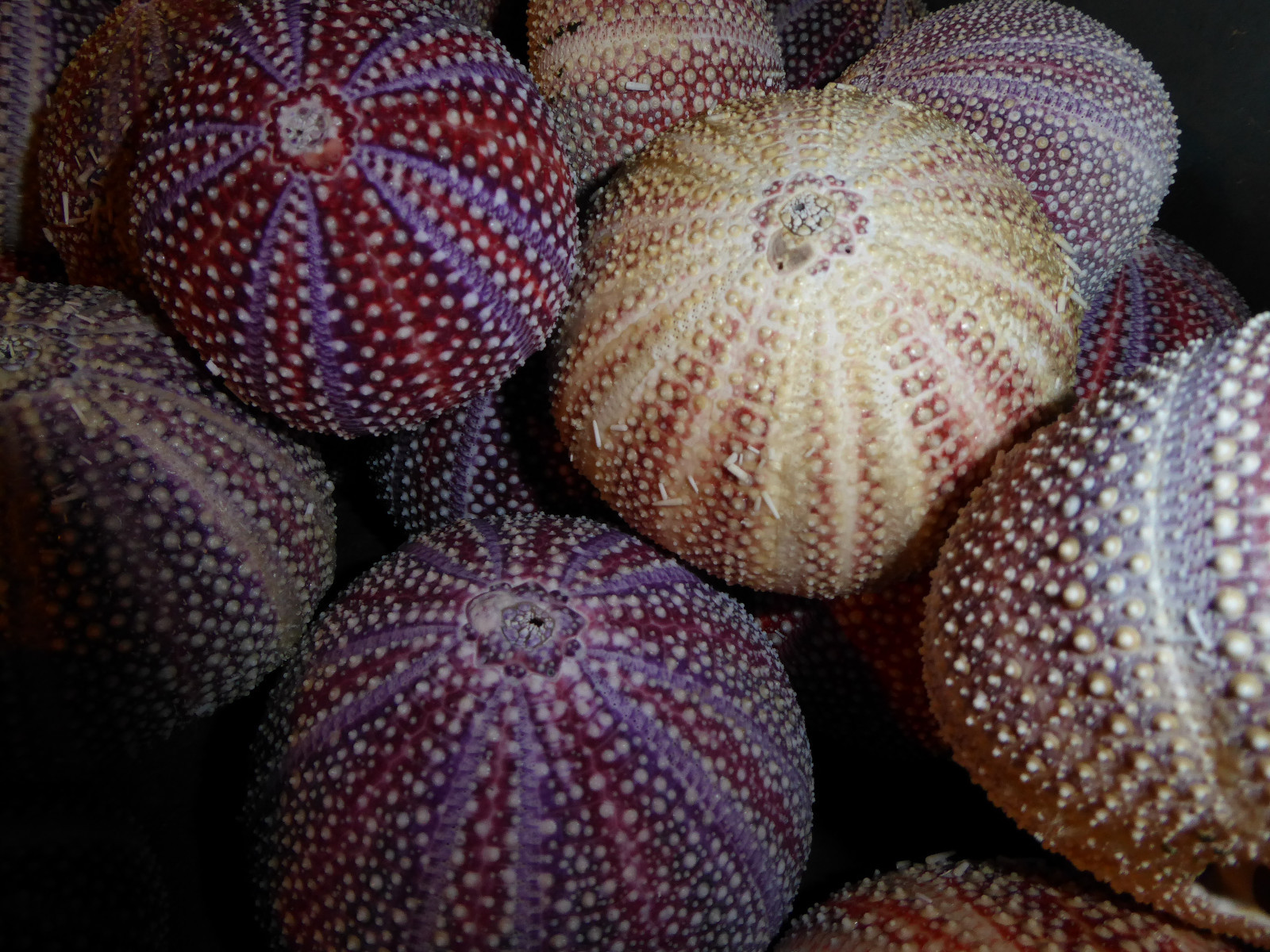 5 x Sea Urchin Shells North Sea Atlantic Ocean, Scotland. from 50mm dia ...