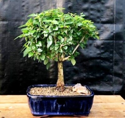Flowering Parrot's Beak Bonsai Tree 13 years old | eBay