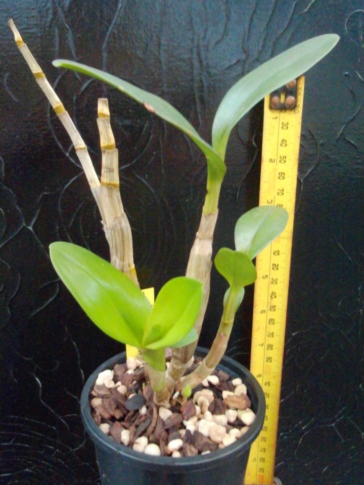 SPECIES ORCHID Dendrobium discolor "Esk Island" X SELF | eBay Australia