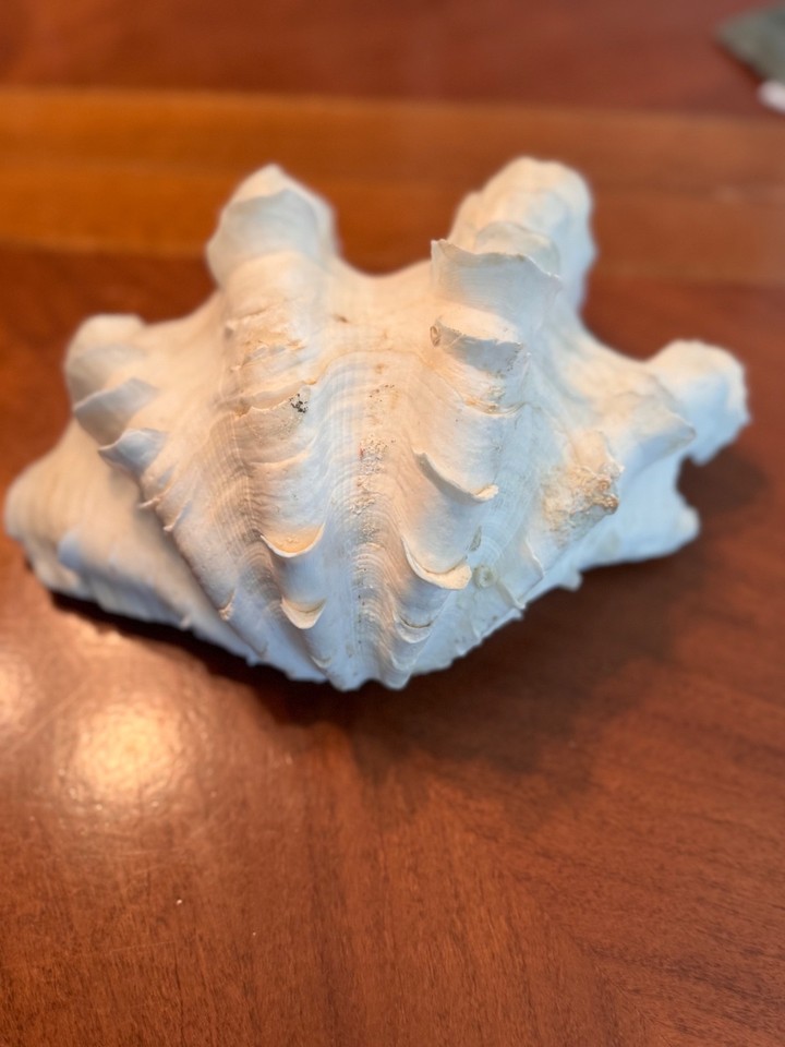 Giant Ruffled Clam Shell Half Tridacna Squamosa 8 x 6 inches White | eBay