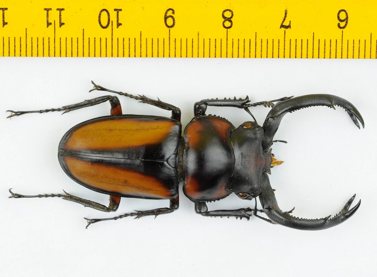 Lucanidae Stag Beetles