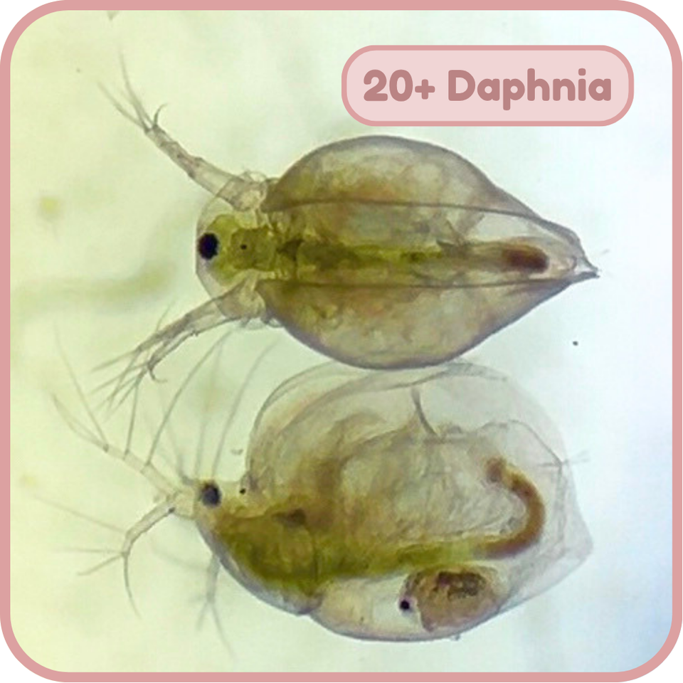 Pod Pack - Freshwater Isopods, Scuds, Ostracods, Daphnia, Copepods ...