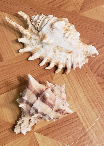 Authentic Conch Sea Shell Set Of 2. Sea Life/ Aquarium Decoration. | eBay