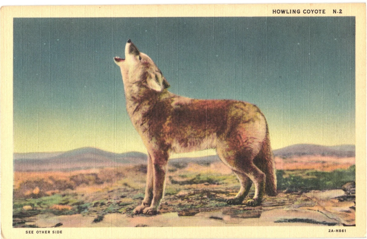 Dog Howling At Night
