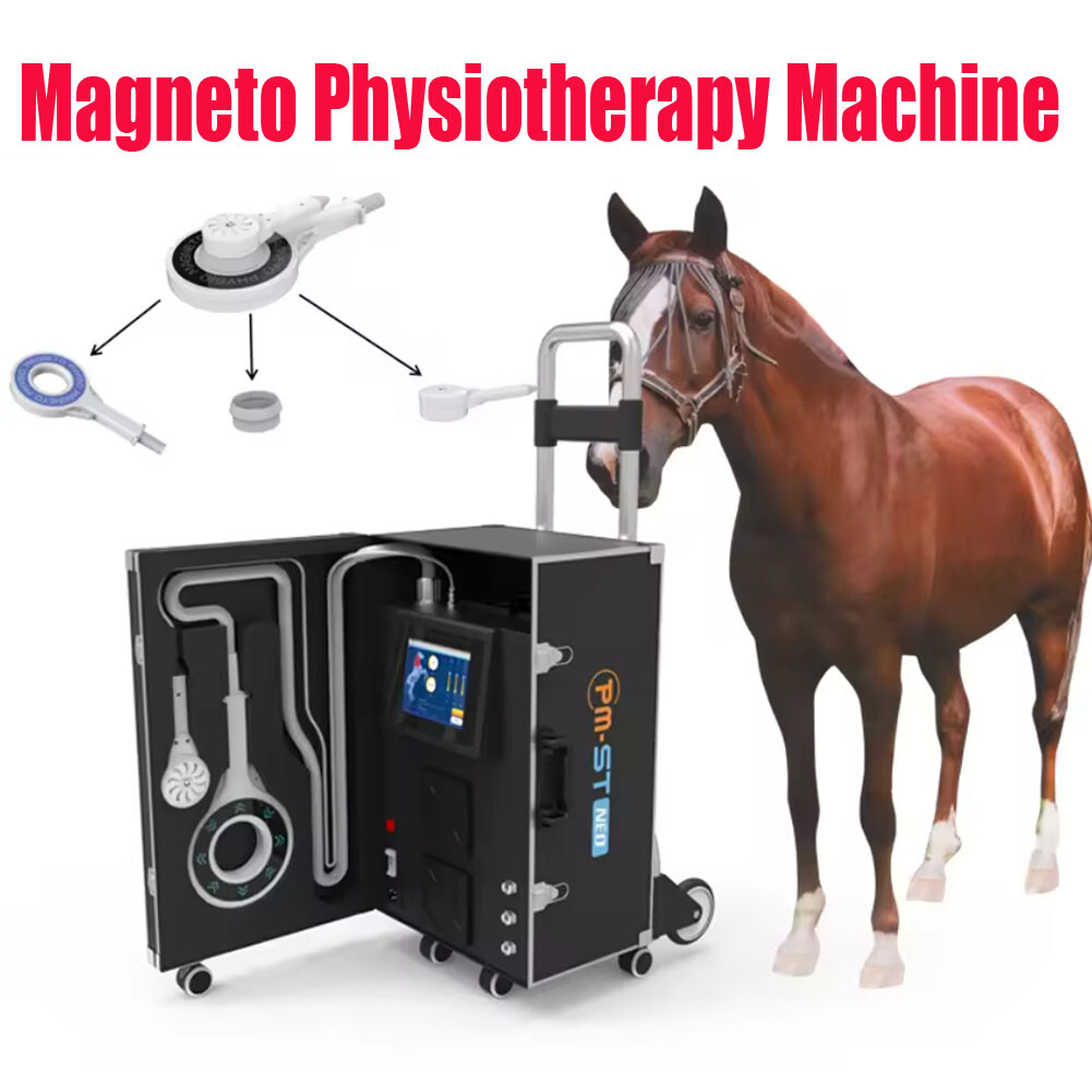 Physical Therapy Horse Equine Assisted Therapy: How Horses Can Benefit