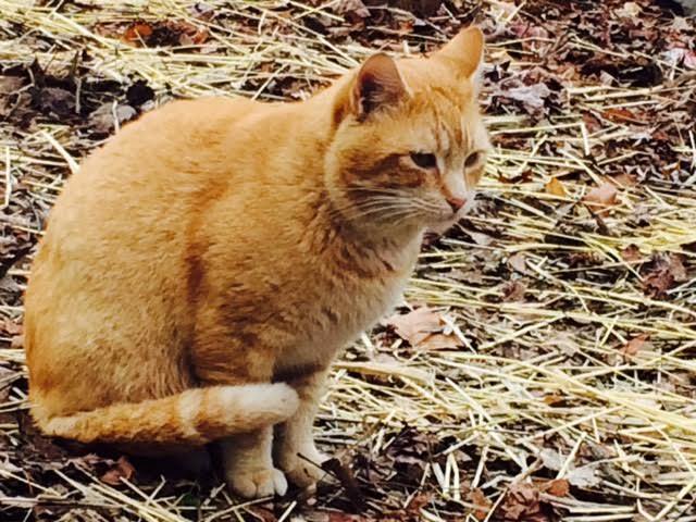 SPONSOR FIND STOLEN CAT ODIN A FERAL CAT REC COLOR RESCUE PHOTO Non ...