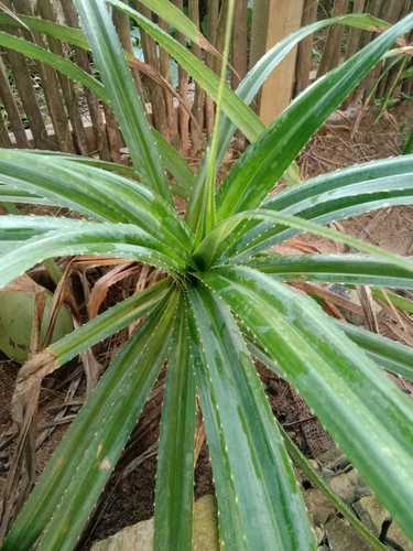 Pandanus kaida Kurz Dried Leaves 100g Sri Lanka 100% Natural False Pineapple | eBay
