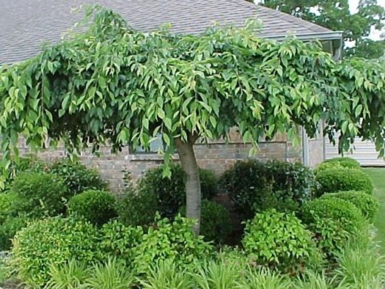 Shidare Cherry Weeping Yeodensis Prunus Yoshino Elegant Outdoors Live ...