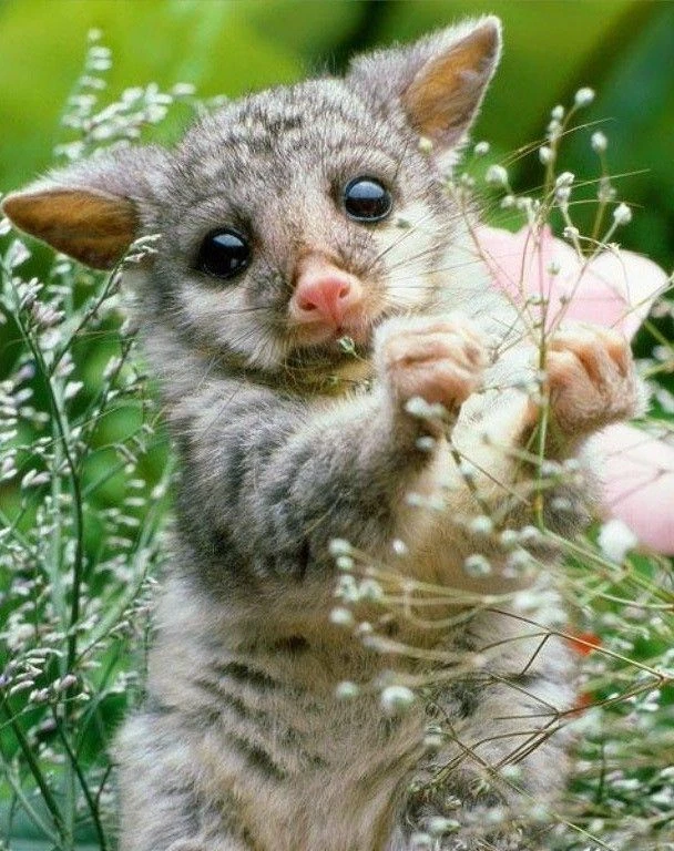 Smiling Baby Wombat