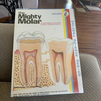 VTG 1973 Lindberg The Mighty Molar Anatomically Accurate Tooth Kit 1309 ...