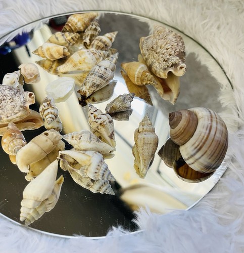 Vintage Shell Lot Assorted Sanibel Island, Florida Seashells Lot Of 22 | eBay