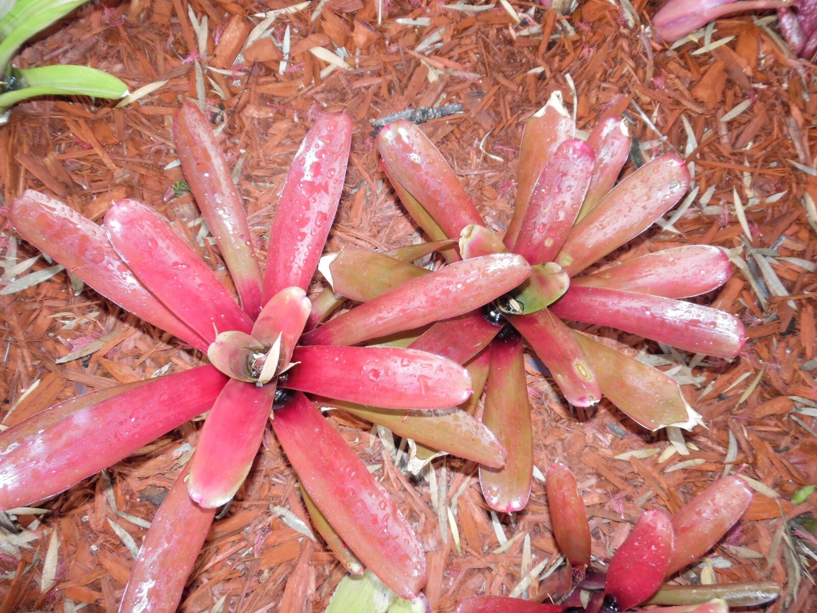 Neoregelia SUPER FIREBALL Bromeliad one tropical plant *MEDIUM* | eBay