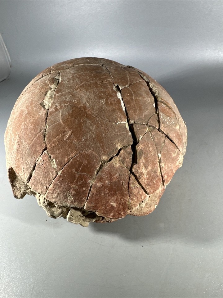 Large Real Fossilized Turtle Tortoise Shell Fossil Dinosaur Bone ...