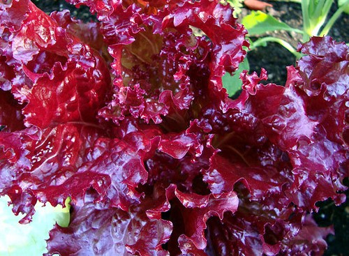 Ruby Red Loose leaf Lettuce 500 - 5,000 SEEDS Heirloom crispy Beautiful ...