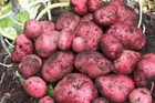 Seed Potato Red Pontiac Potato Seeds Vegetable Seeds Red Pontiac Seed ...