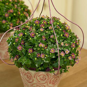 Exacum Royal Dane Deep Rose 1,000 seeds | eBay