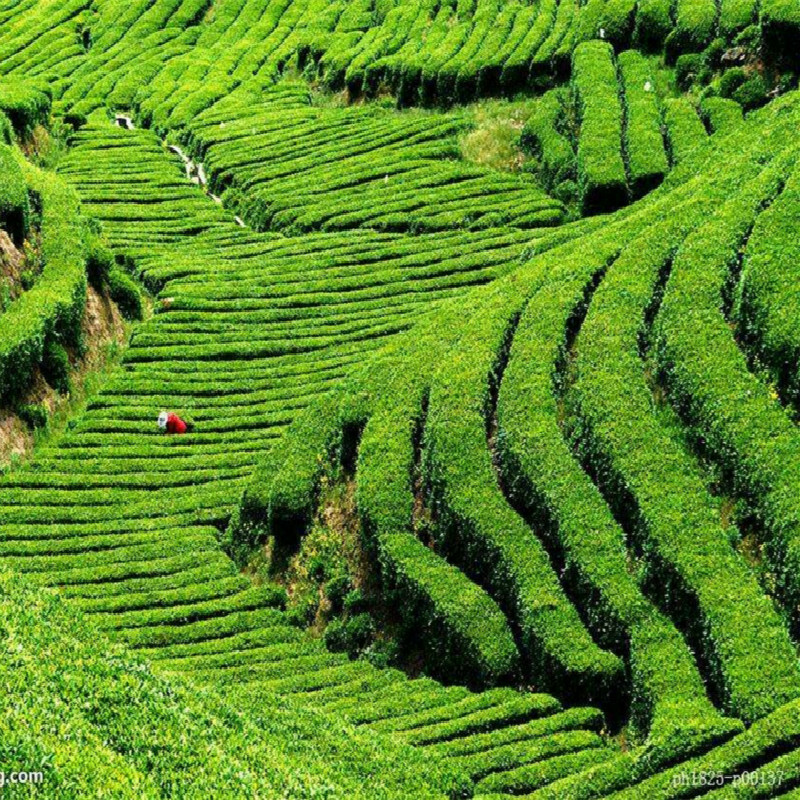 100g Premium Brown Rice Green Tea Genmaicha Sencha with Rice | eBay