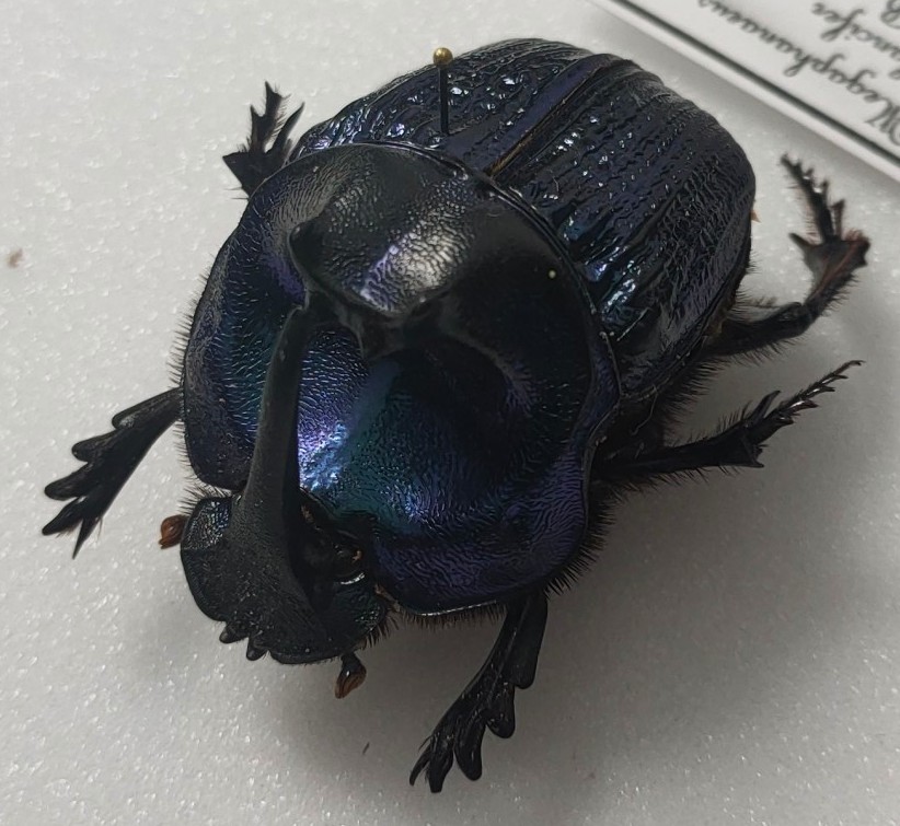 Scarabaeidae Scarabaeinae Megaphanaeus lancifer Brésil 42mm | eBay.de