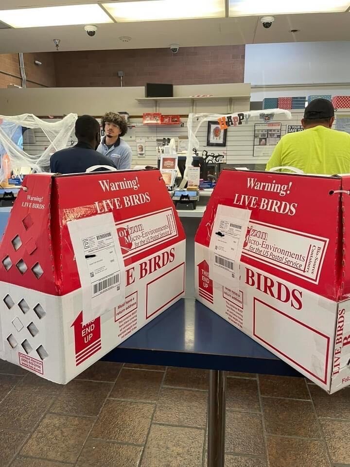 1 Shipping Boxes Lite Single for Poultry Gamefowl Chicken (1Pk) USPS ...