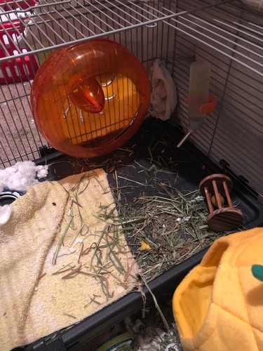 Prevue Pet Products 528 Universal Small Animal Home Dark Gray ...