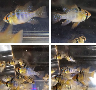 10 Baby German Blue Rams Cichlids NOT IMPORTED | eBay