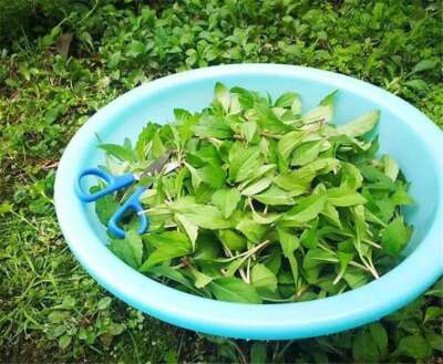 1 Pack 100 Kalimeris indica Seed Aster indicus Organic Vegetable Seed ...