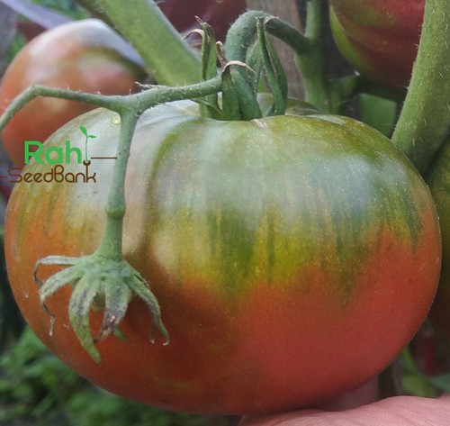 Black Seaman Tomato - 10 Seeds! | eBay