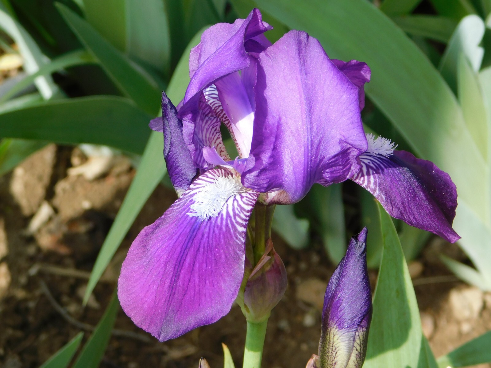 Bearded Iris "CRIMSON KING" LOT OF 10 | eBay