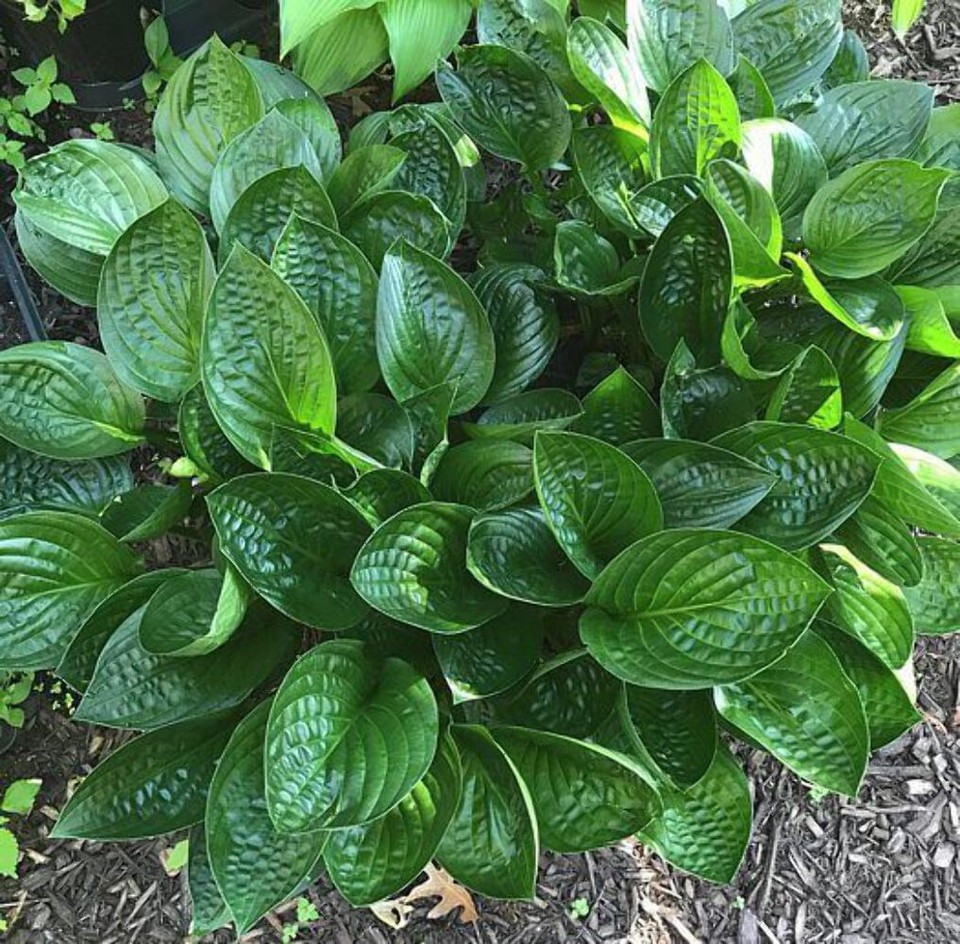 Midnight Oil Hosta 5.25" Pot Shiny Dark Leaves Perennial | eBay