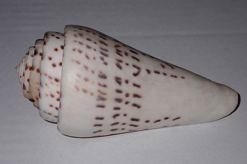 119 mm BODY FREAK Conus Leopardus Cone Seashell #AJ1 Honeymoon Island ...
