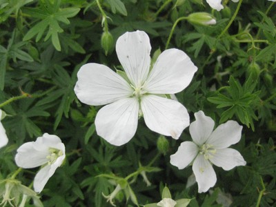 12 x Pretty White 'Alba' Geranium sanguineum Hardy Cranesbill Seeds ...