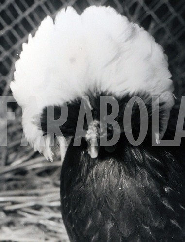 Vintage Press Photo France, Dutch Chicken On Display, 1966, Print 24X18 ...