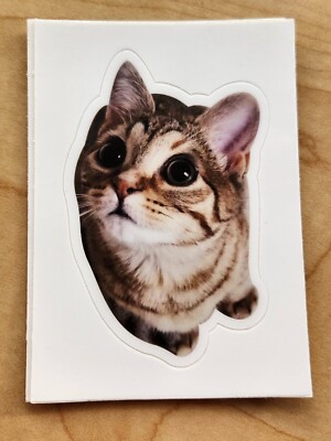 CUTE CAT STICKER 1.96″ × 3″ Waterproof Die Cute Sticker Kitty Kitten | eBay